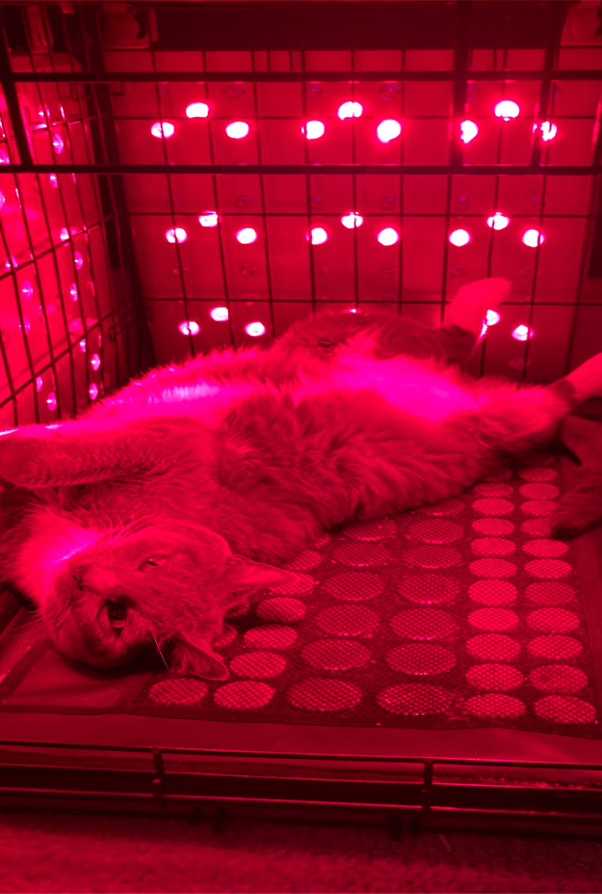 Pet Red Light Therapy Panels & Devices | LightPath LED – LightpathLED